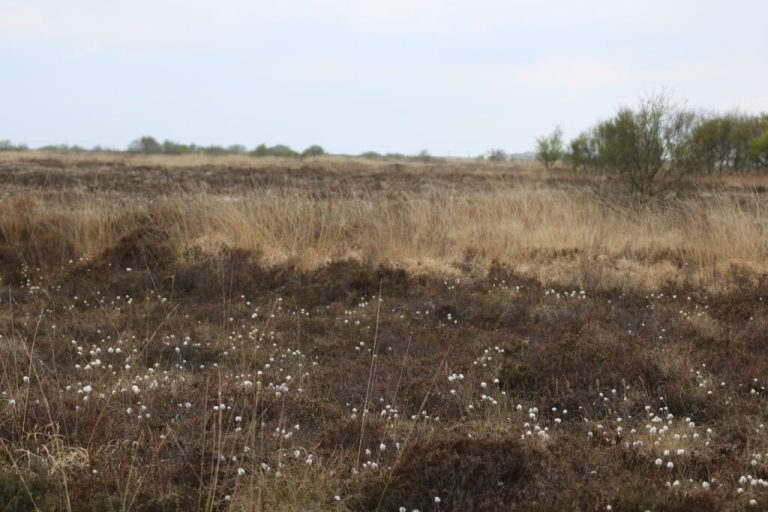 Sphagnum, peat, and the environment • Tradescantia Hub