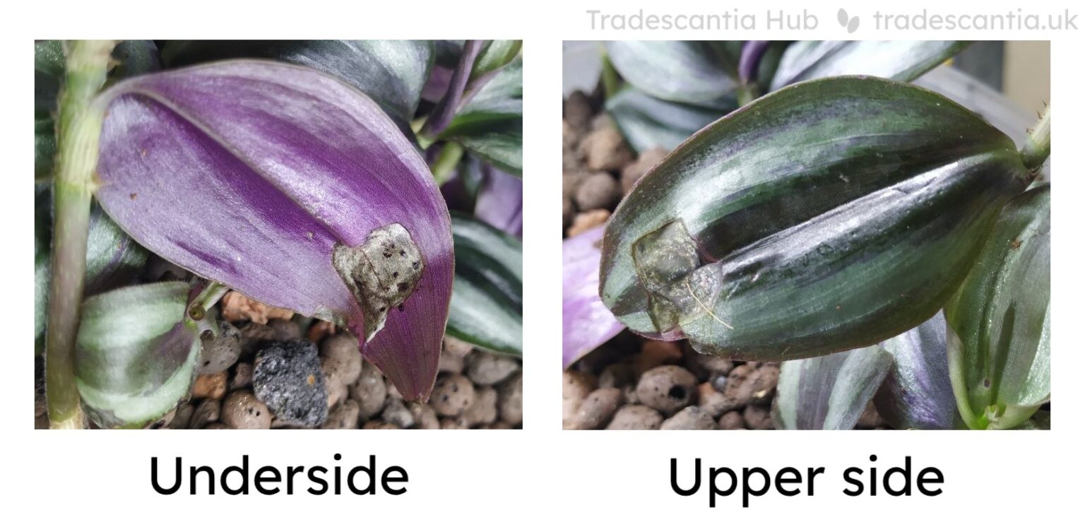 How to spot and treat a thrips infestation • Tradescantia Hub