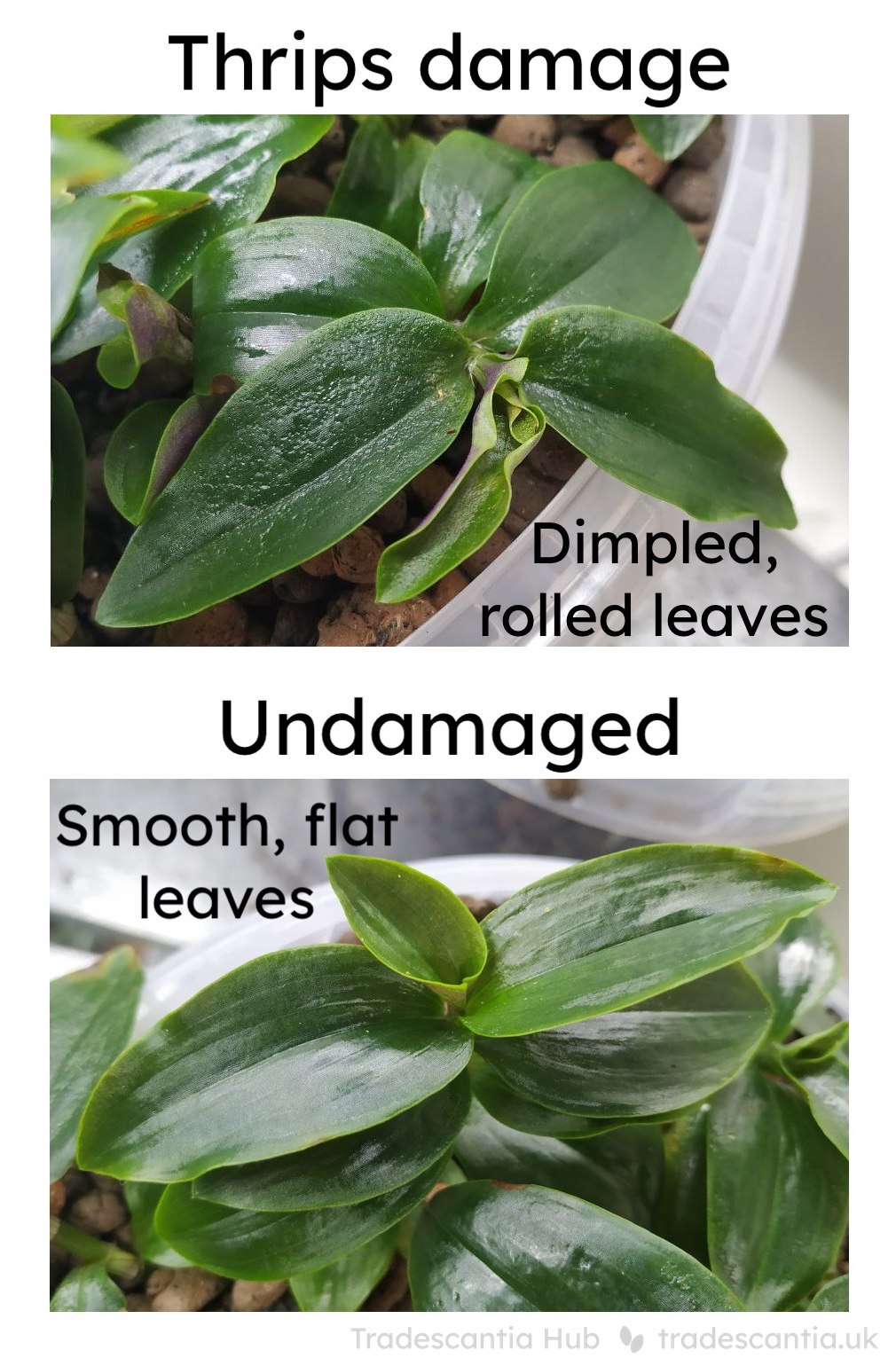 How to spot and treat a thrips infestation • Tradescantia Hub