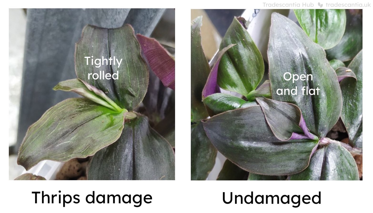 How to spot and treat a thrips infestation • Tradescantia Hub