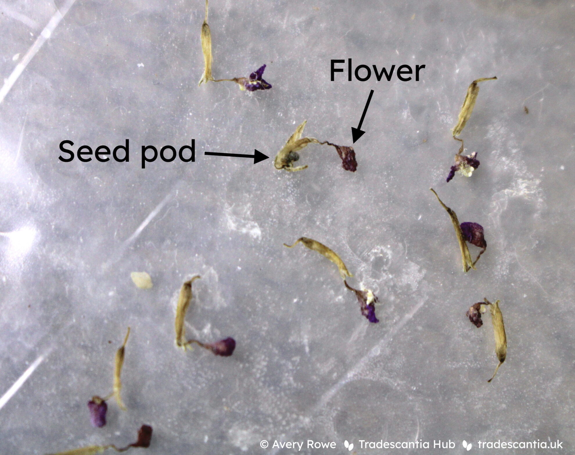 Growing tropical tradescantias from seed • Tradescantia Hub