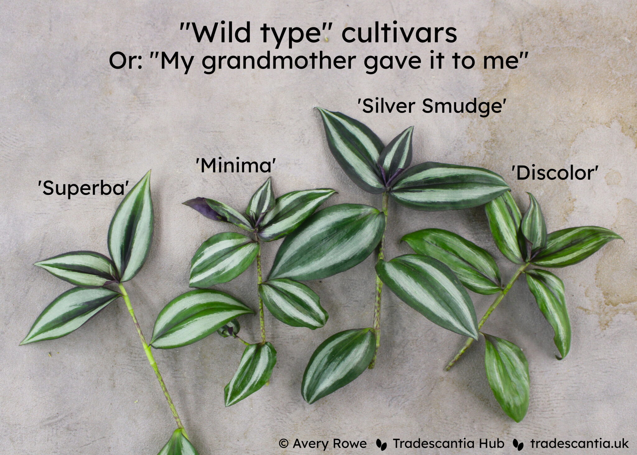 Different types of Tradescantia zebrina • Tradescantia Hub