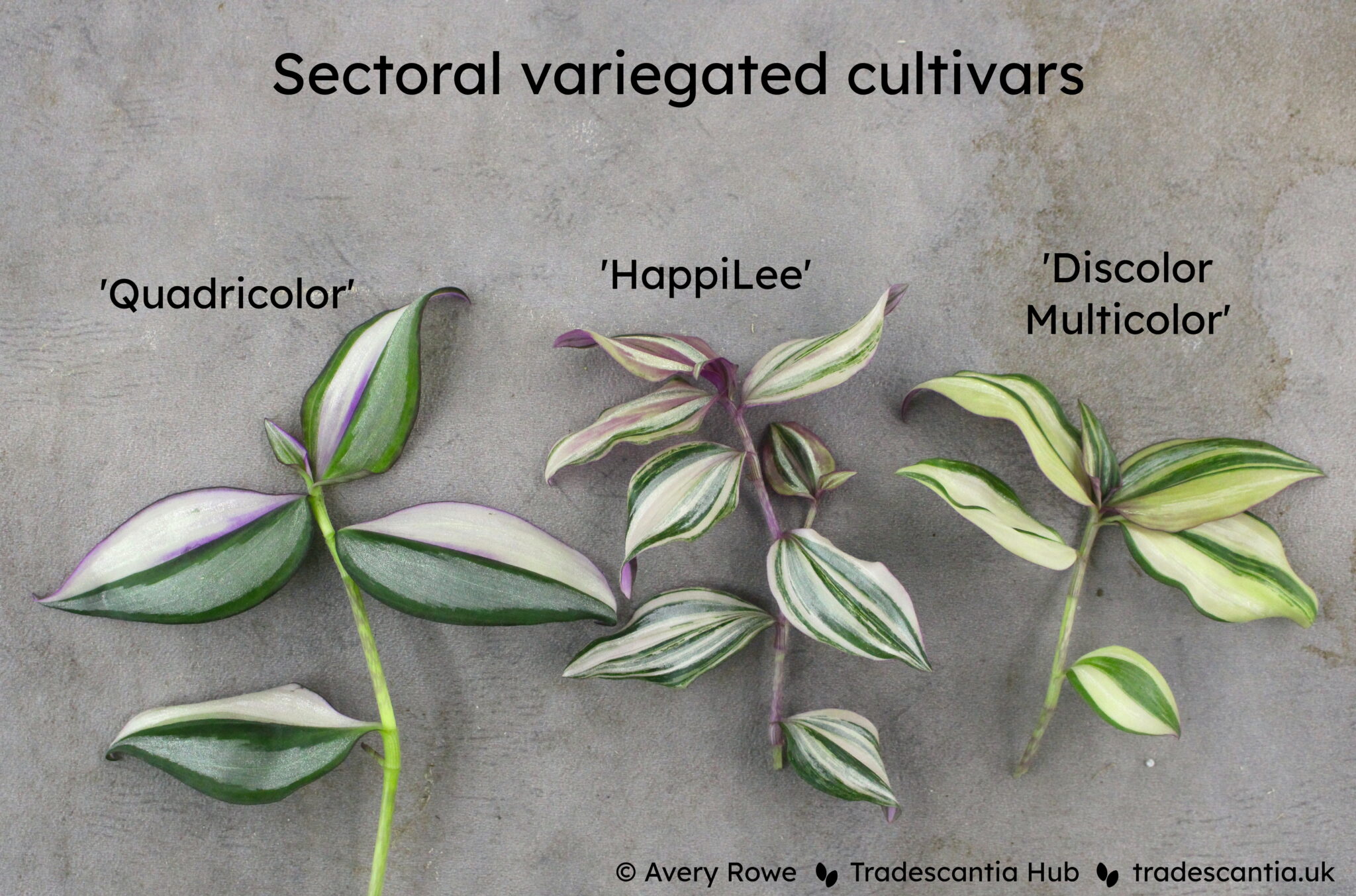 Different types of Tradescantia zebrina • Tradescantia Hub