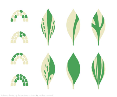 Variegation and colour in plants • Tradescantia Hub