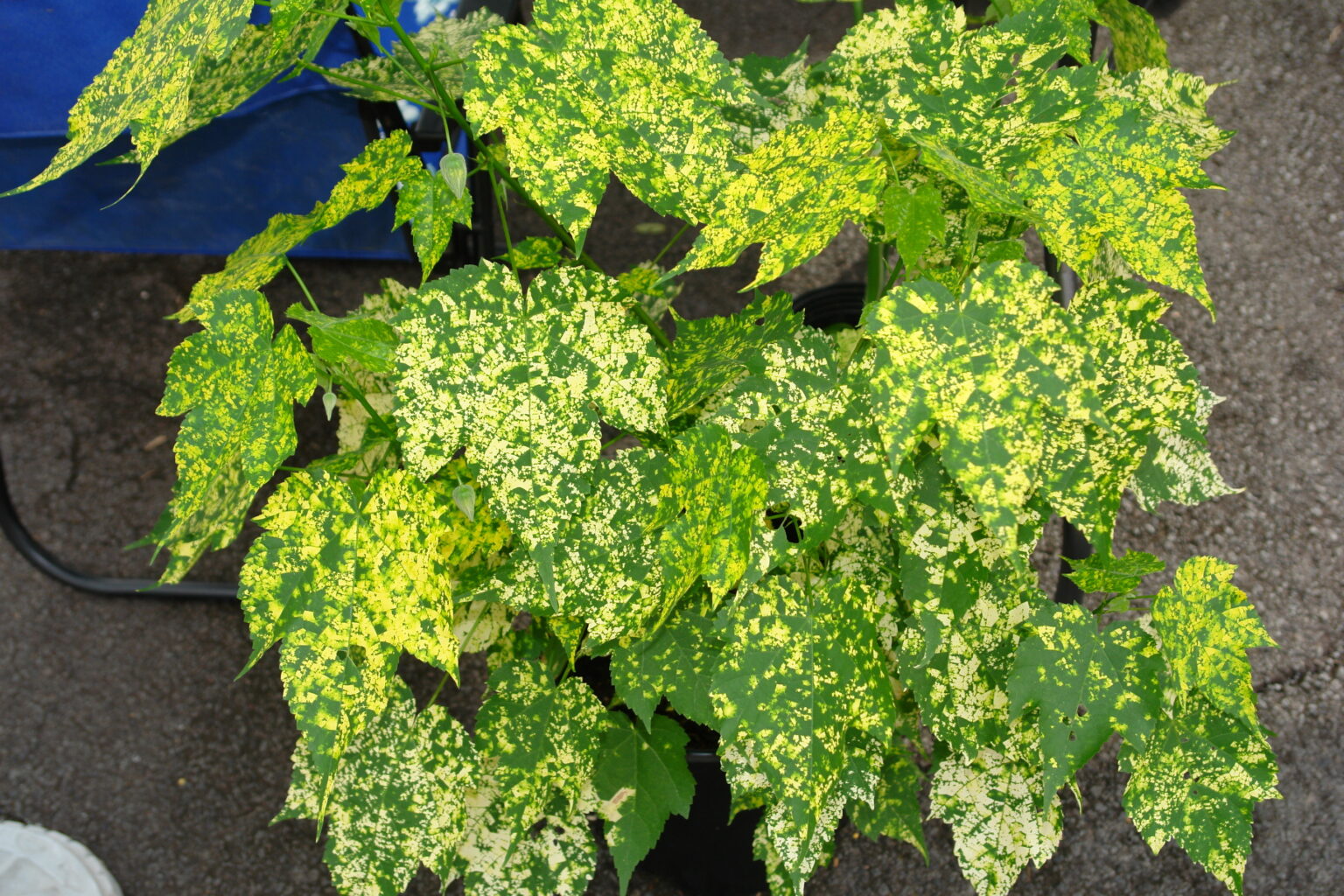 Variegation and colour in plants • Tradescantia Hub