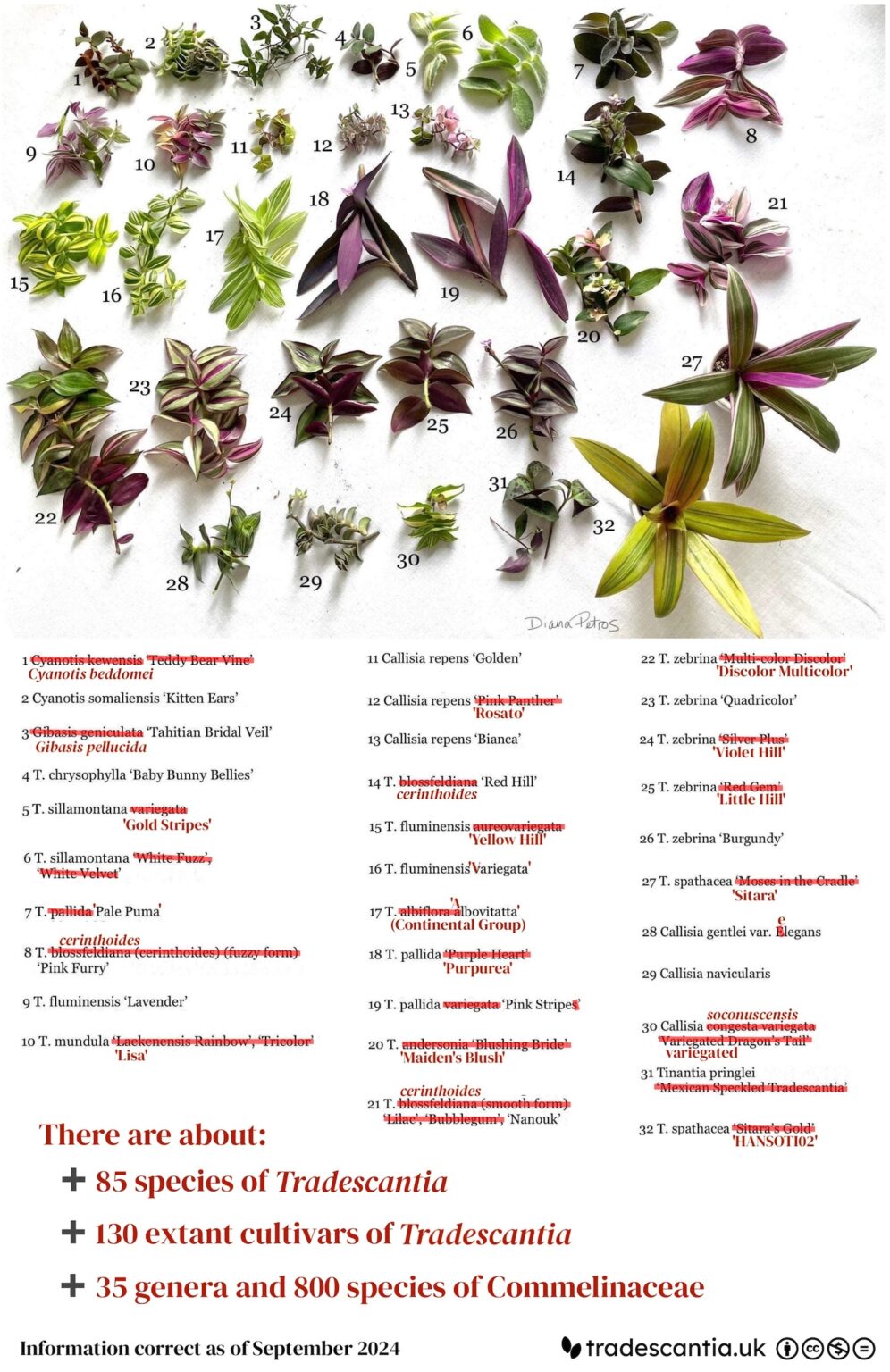 There are no shortcuts for plant identification • Tradescantia Hub